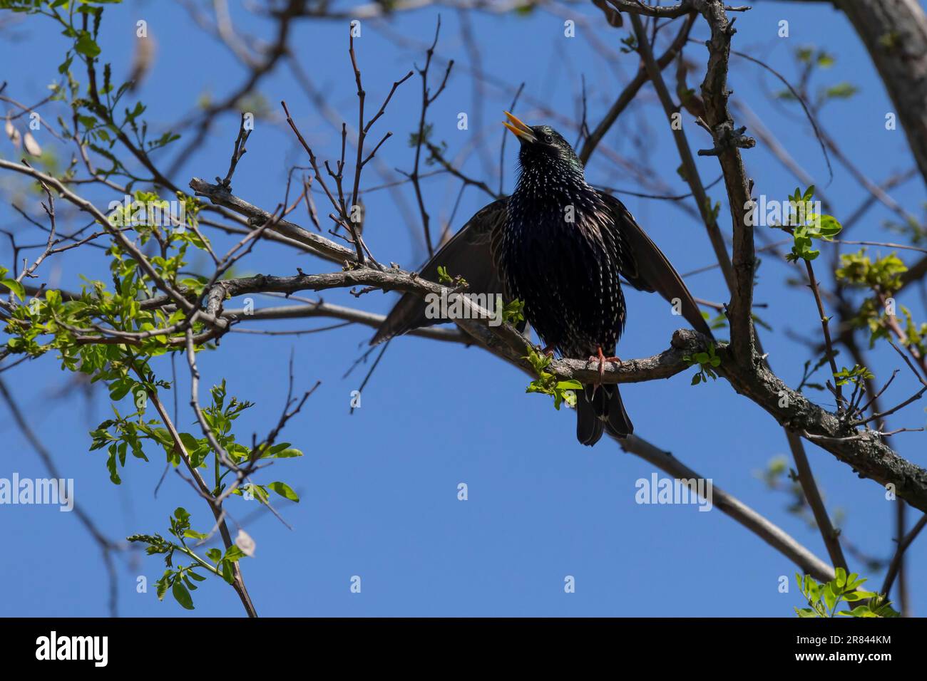 Singing on branch hi-res stock photography and images - Alamy