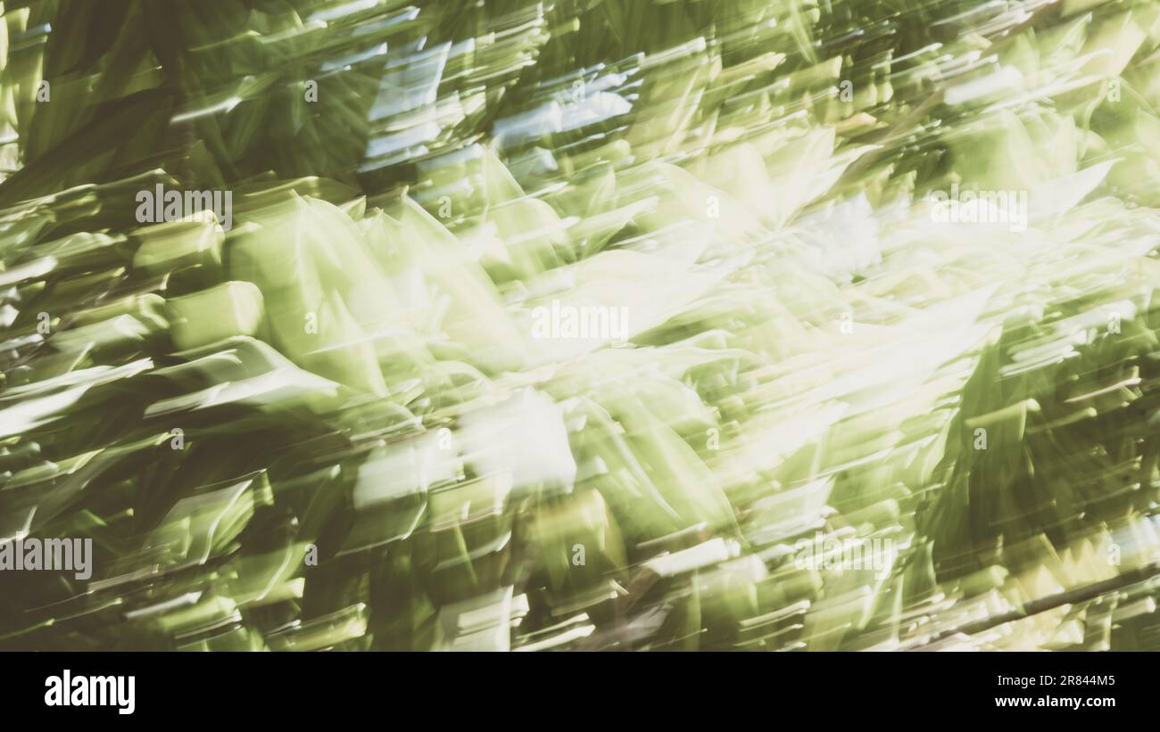 Abstract Nature Blurred dynamic motion lines defocused light bright ...