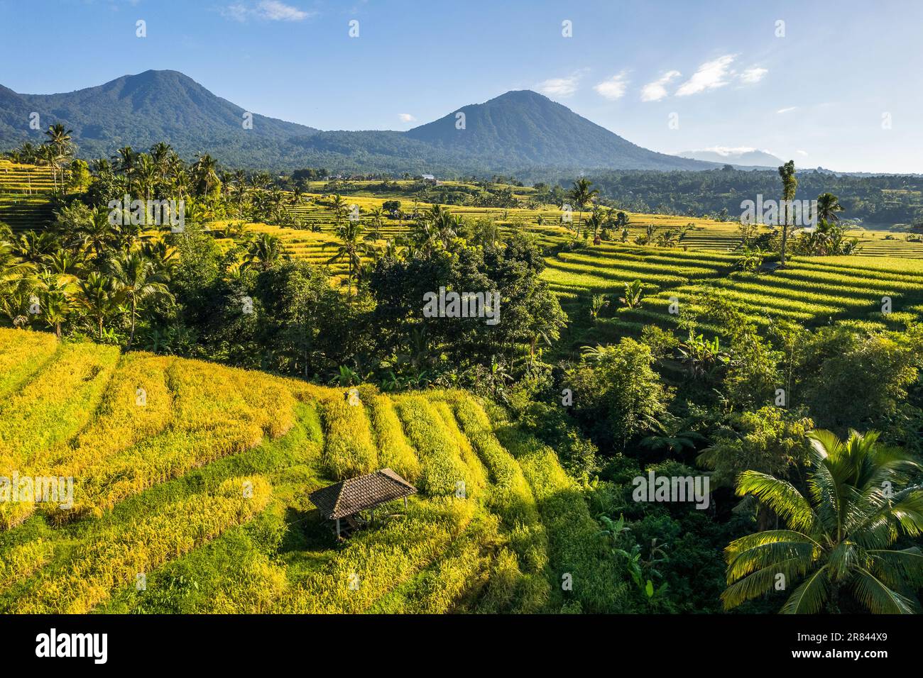 Jatiluwih Rice Terraces, UNESCO world heritage on Bali, Indonesia Stock Photo - Alamy