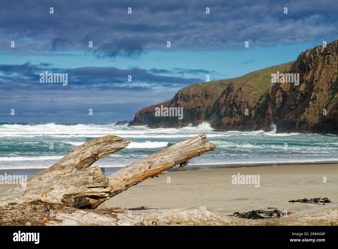 Sandfly Bay looking west. Otago Peninsula, Dunedin, south island ...