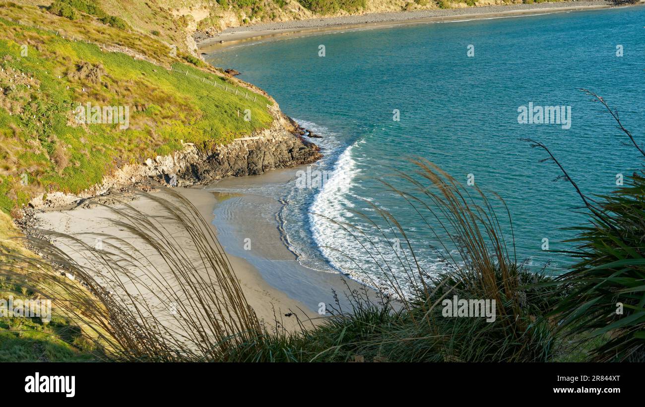 Pilots Beach with penguin colony on the western side of Taiaroa Head ...