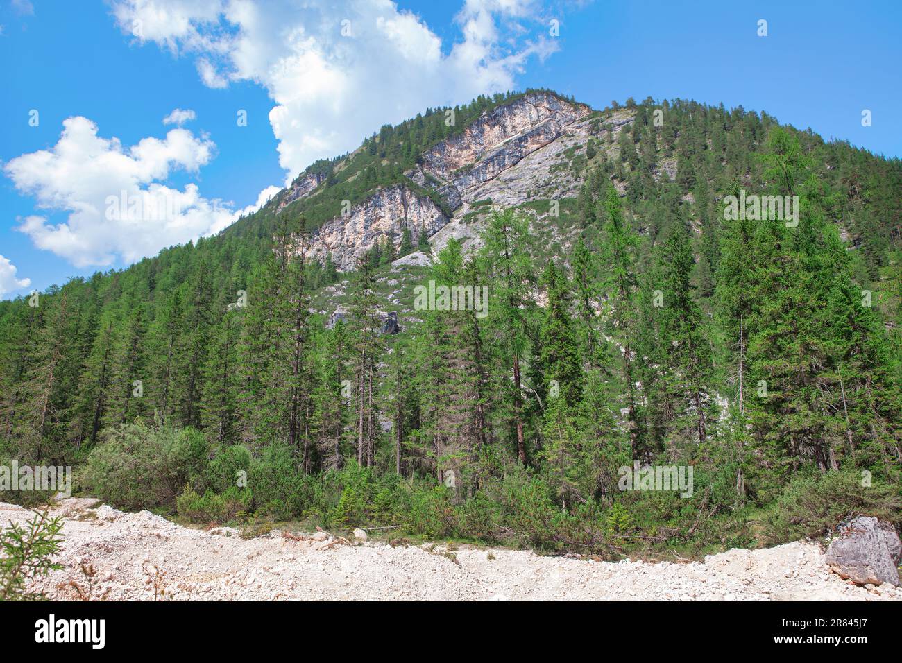 Spruce fir forest growing on the mountain Stock Photo - Alamy