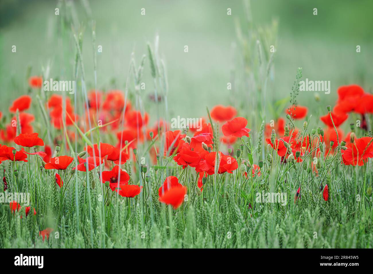 Beautiful poppy field slow motion hi-res stock photography and images ...