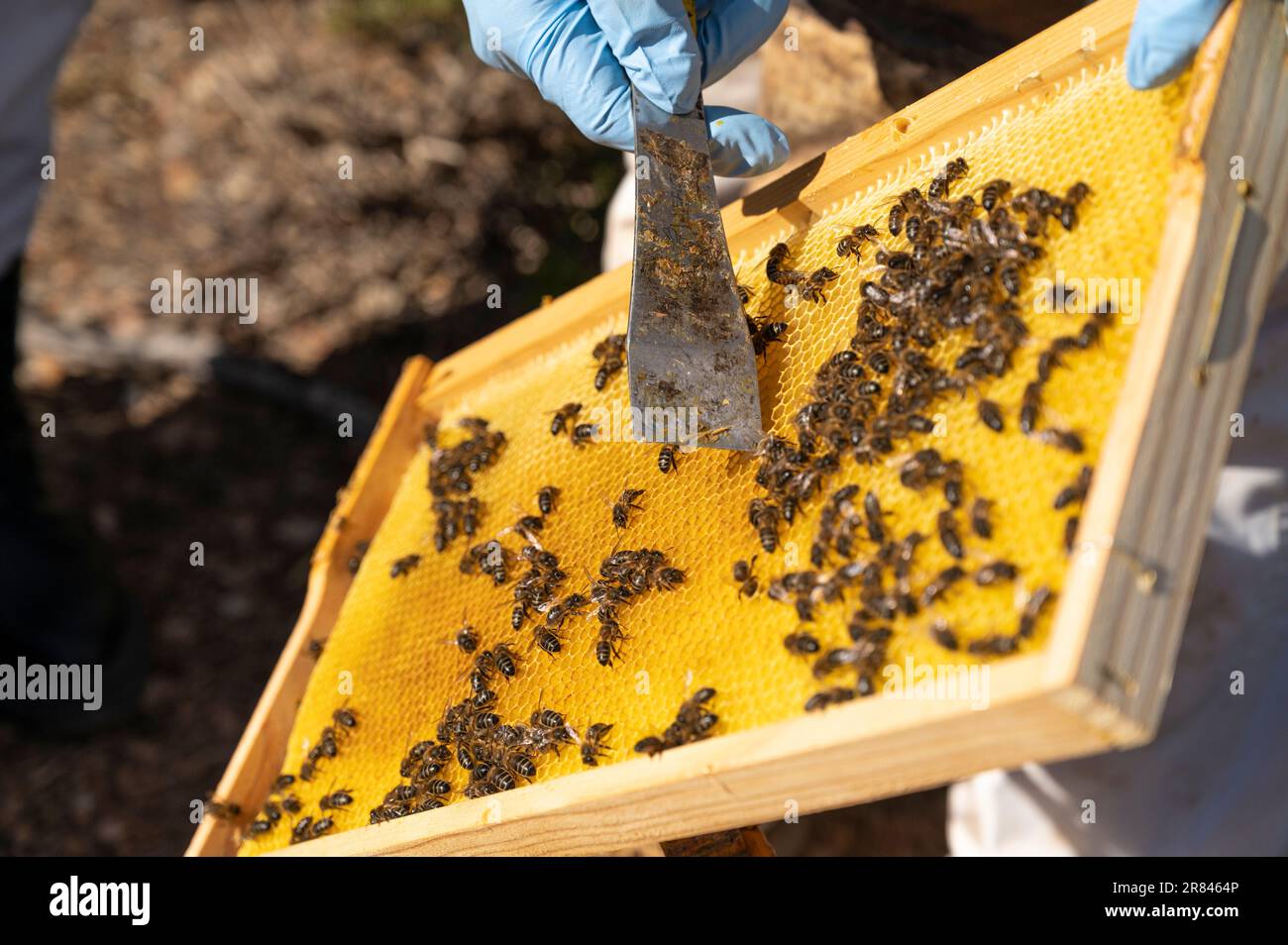 A beekeeper holding a beehive full of bees Stock Photo - Alamy