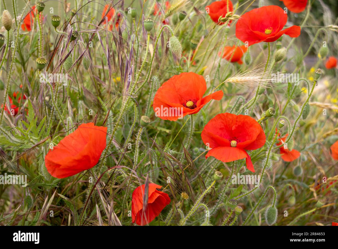 Poppies flowering in the hedgerow near Padstow in Cornwall Stock Photo ...