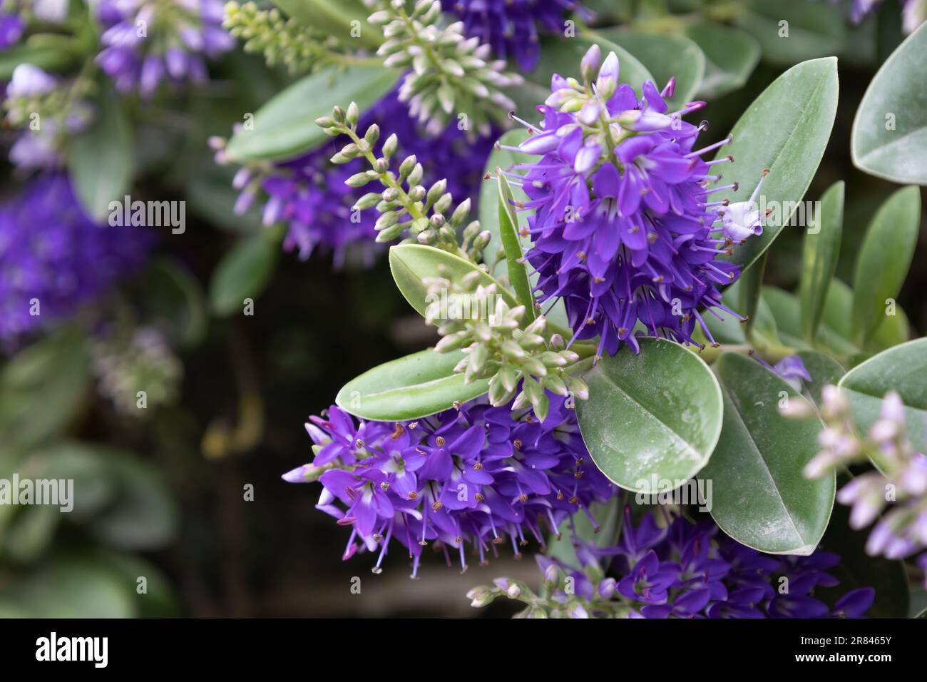 Veronica salicfolia, Koromiko, flowering in Polzeath Cornwall Stock ...