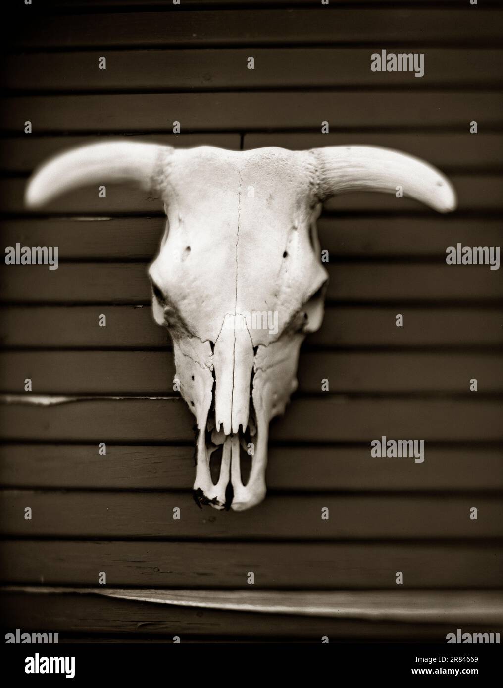 A cattle skull adorns the outside wall of a rustic ranch house in Texas ...