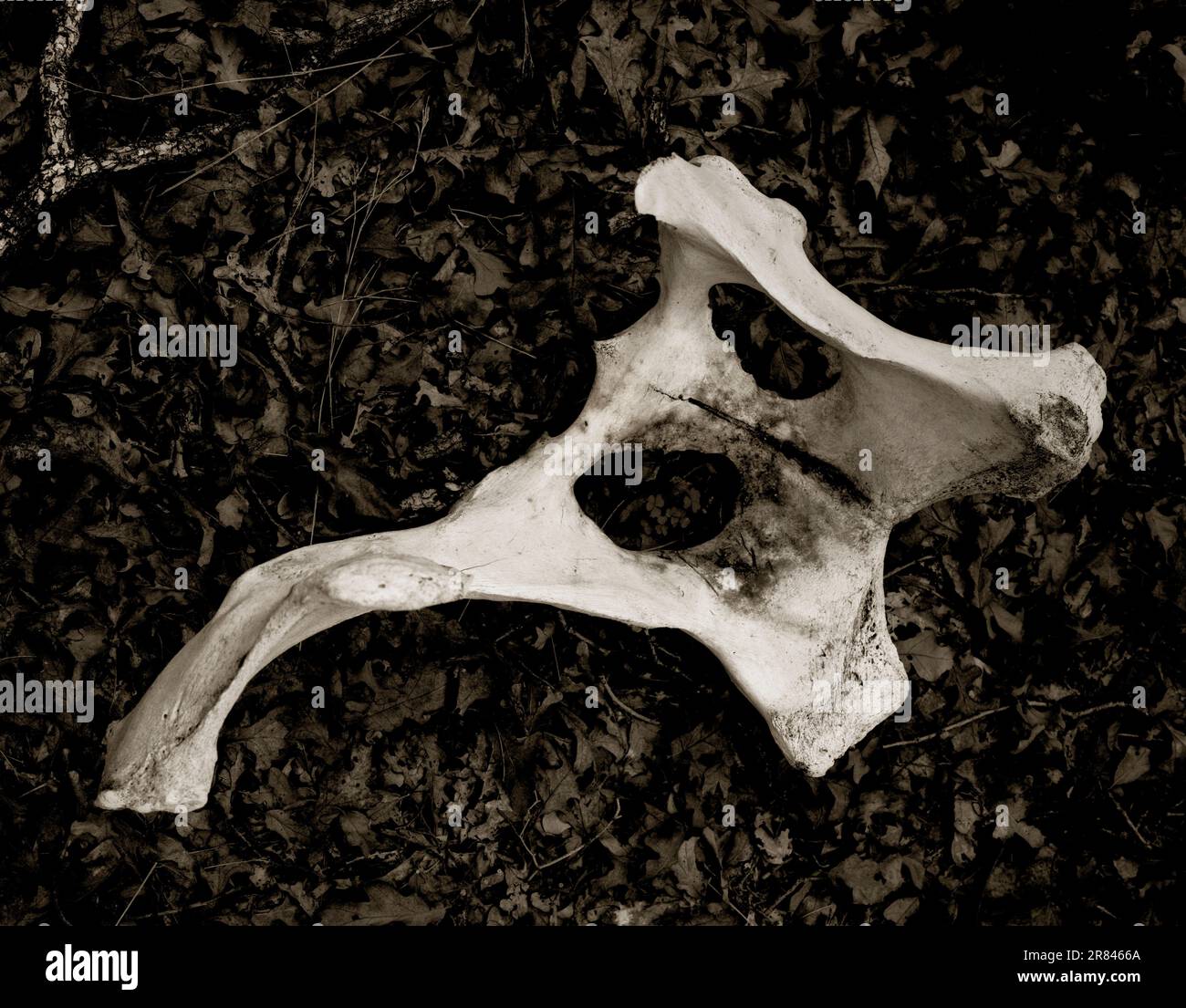 Pelvis bone hi-res stock photography and images - Alamy