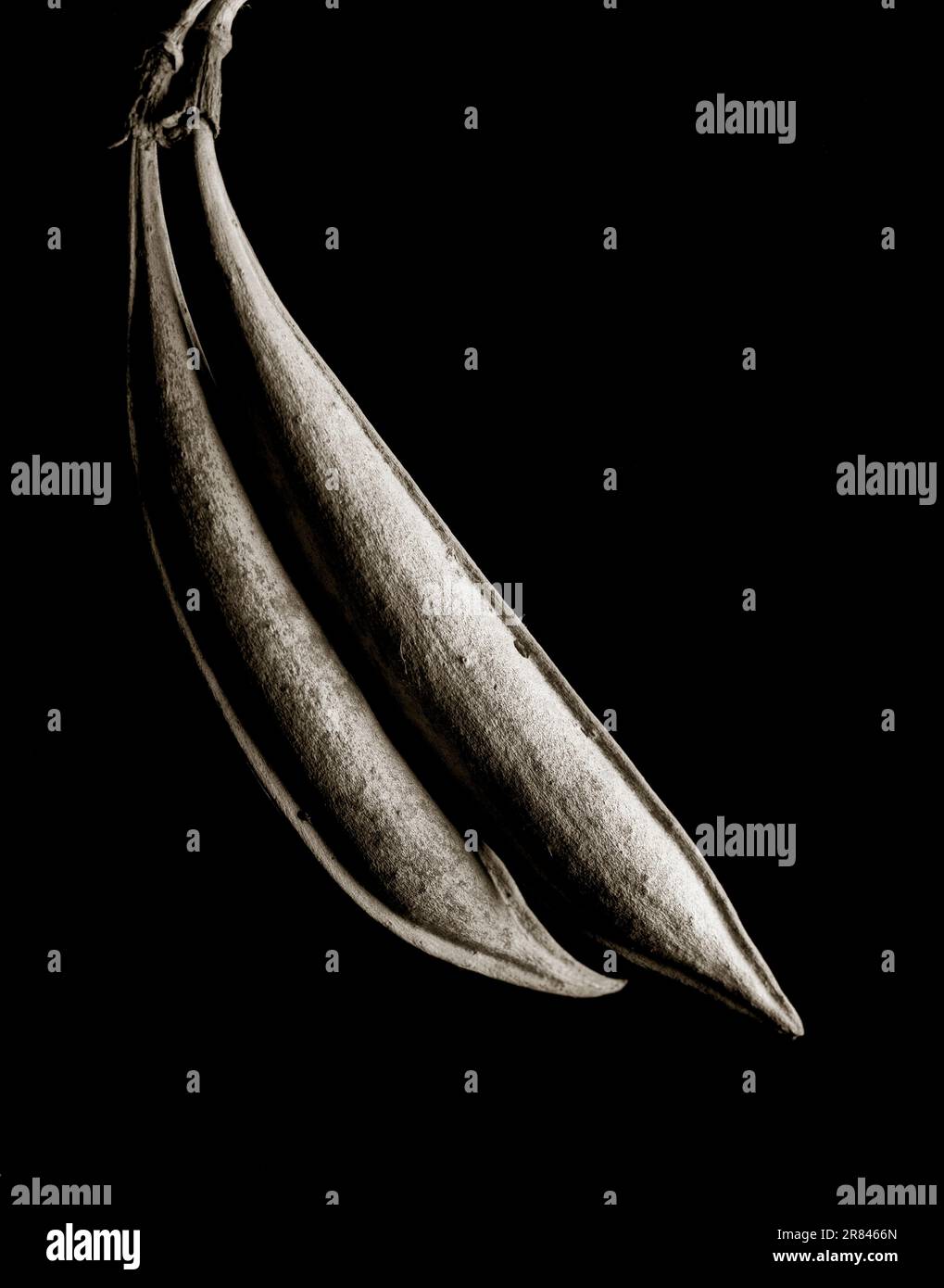 A twin seedpod from a cross-vine (Bignonia Capreolata L.) plant is lit ...