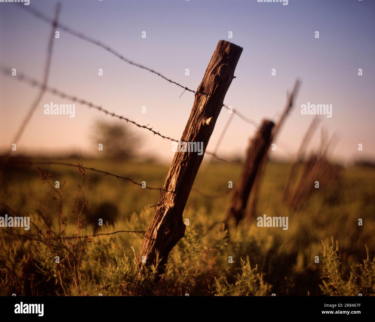 This barbed wire fence with its decades old cedar posts is showing age ...