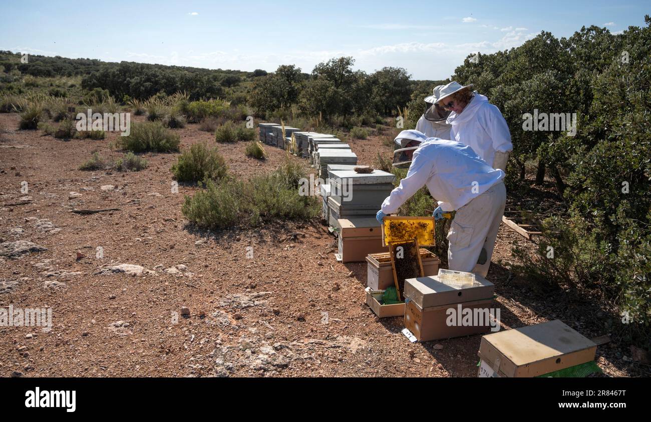 Beekeepers checking honey production hi-res stock photography and ...
