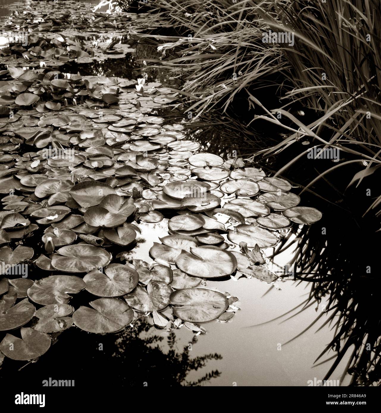 Reed lily pads hi-res stock photography and images - Alamy