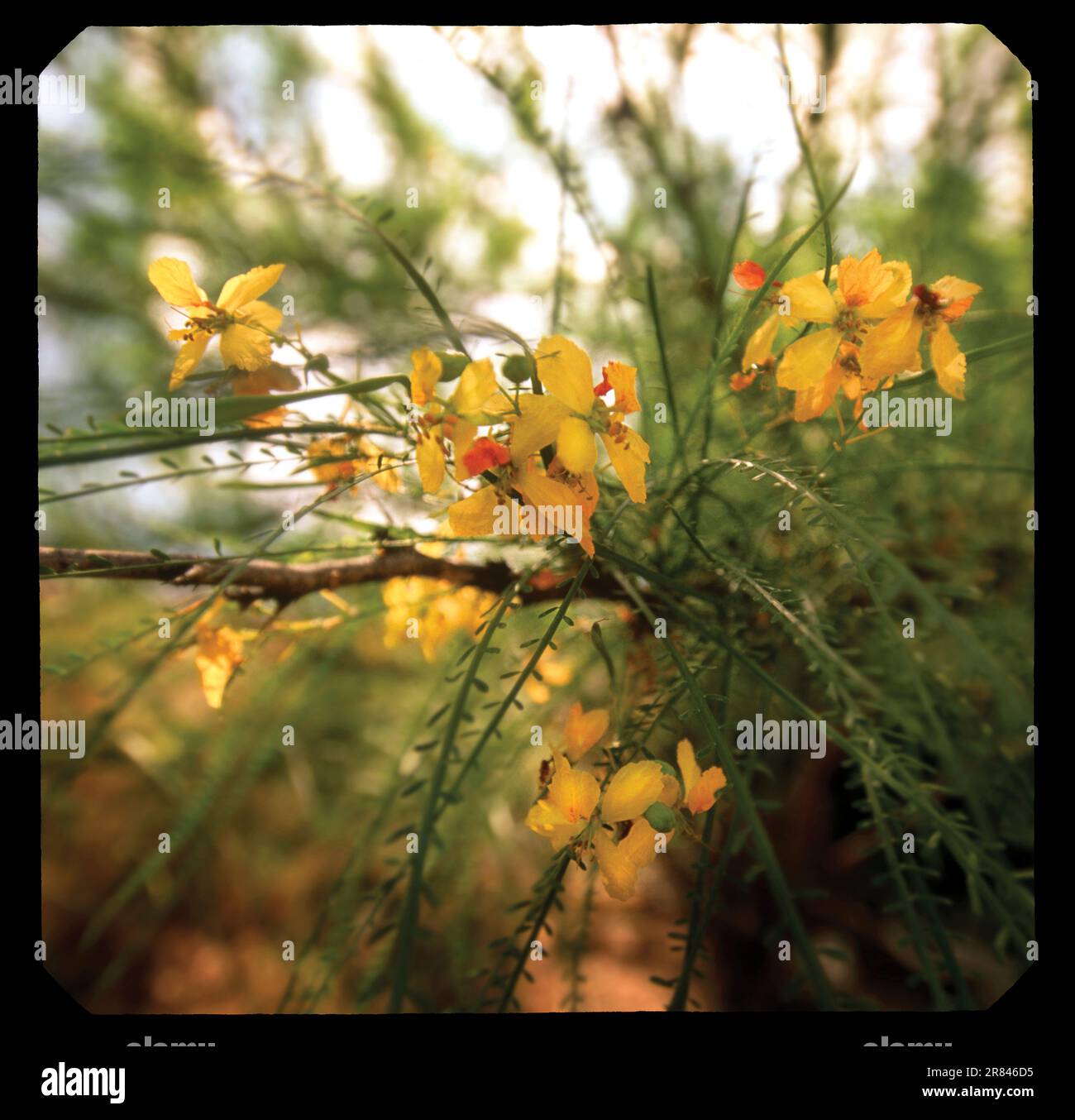 Jerusalem Thorn Trees yellow flower blooms Stock Photo - Alamy