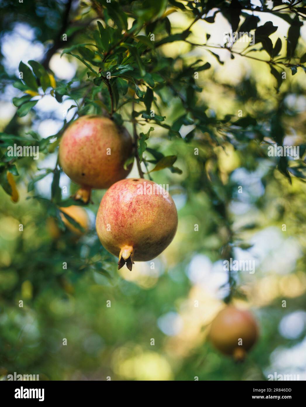 Tree canopy fruit hi-res stock photography and images - Alamy