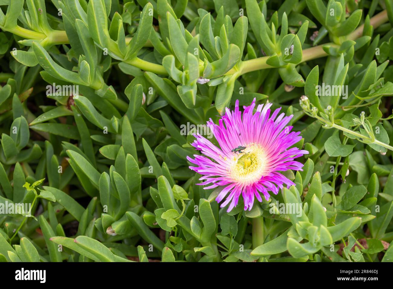 Pink Flowers, Carpobrotus edulis, flowering in Polzeath Cornwall Stock ...