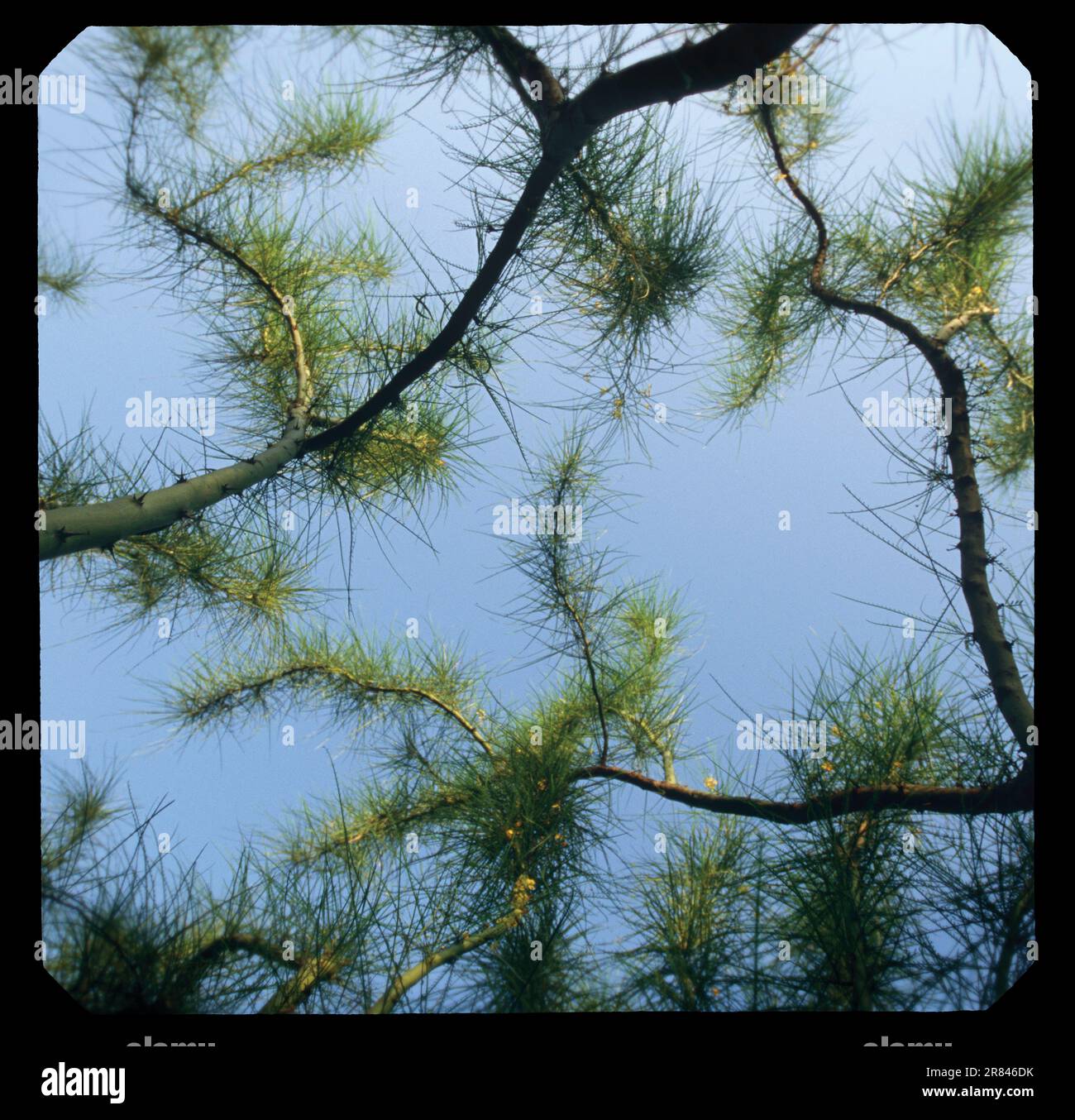 Jerusalem thorn tree hi-res stock photography and images - Alamy
