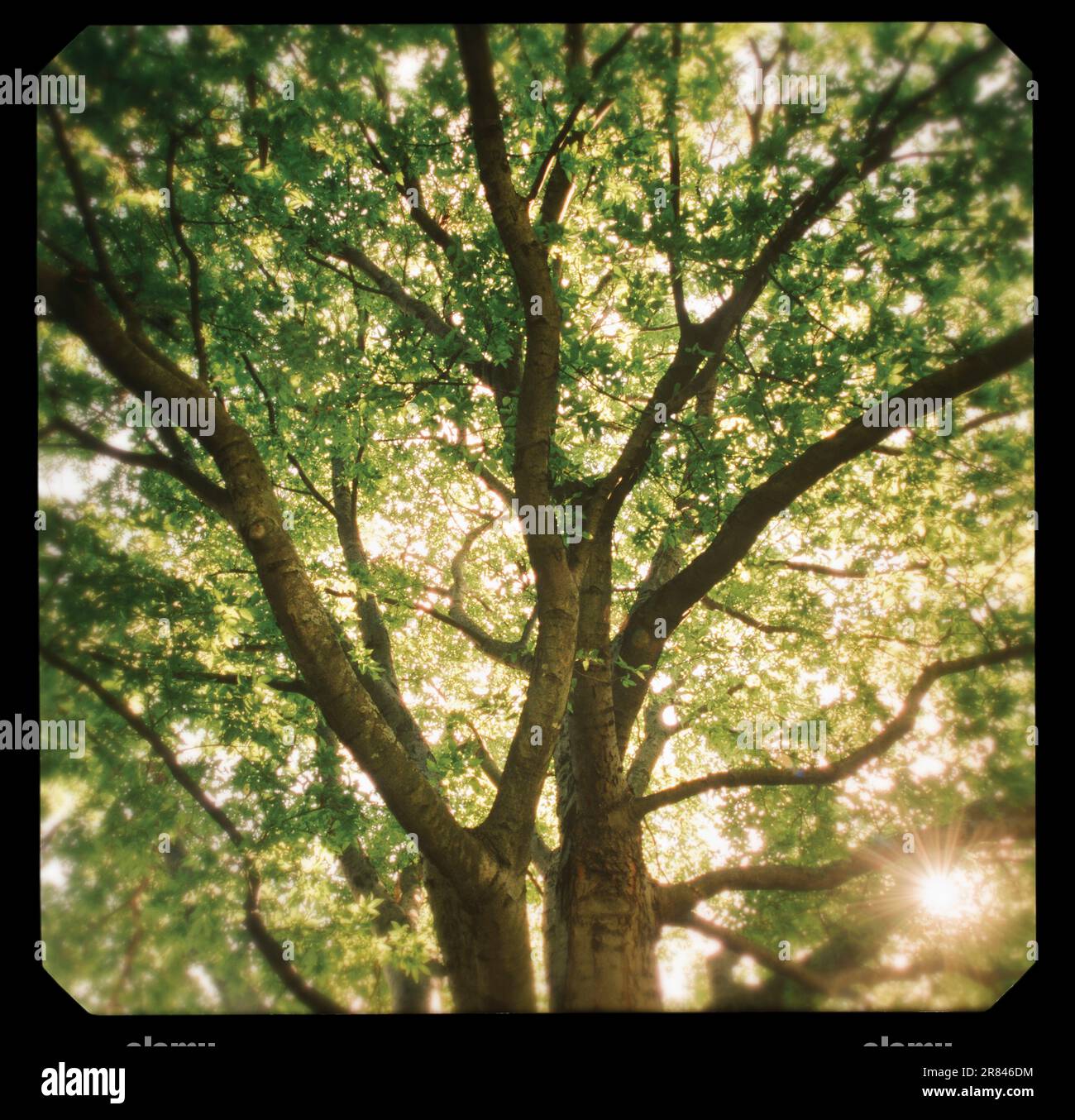 Hackberry tree hi-res stock photography and images - Alamy