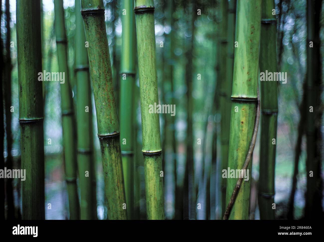 Stand of bamboo detail Stock Photo - Alamy