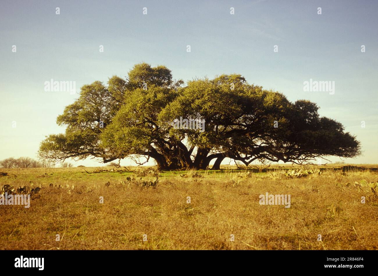 Large Oak tree in pasture Stock Photo - Alamy