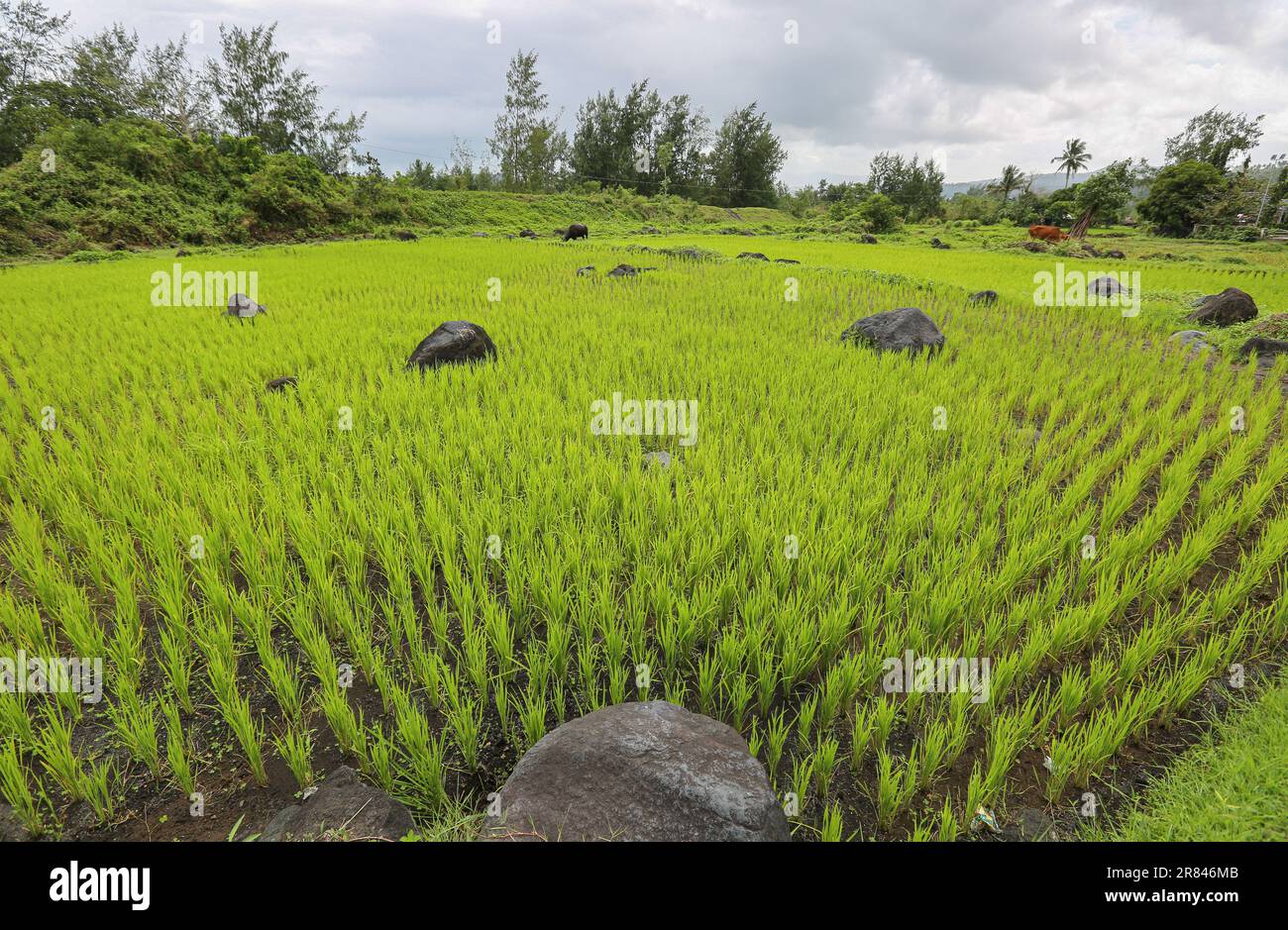 Massive volcanic rocks that fell & destroyed Cagsawa town during ...