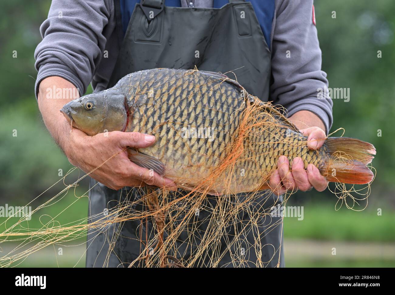Schwedt, Germany. 19th June, 2023. Lutz Zimmermann, fisherman, caught a ...