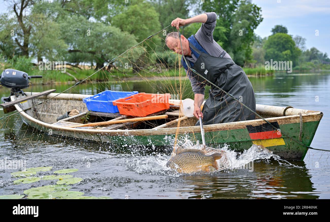 Schwedt, Germany. 19th June, 2023. Lutz Zimmermann, fisherman, caught a ...