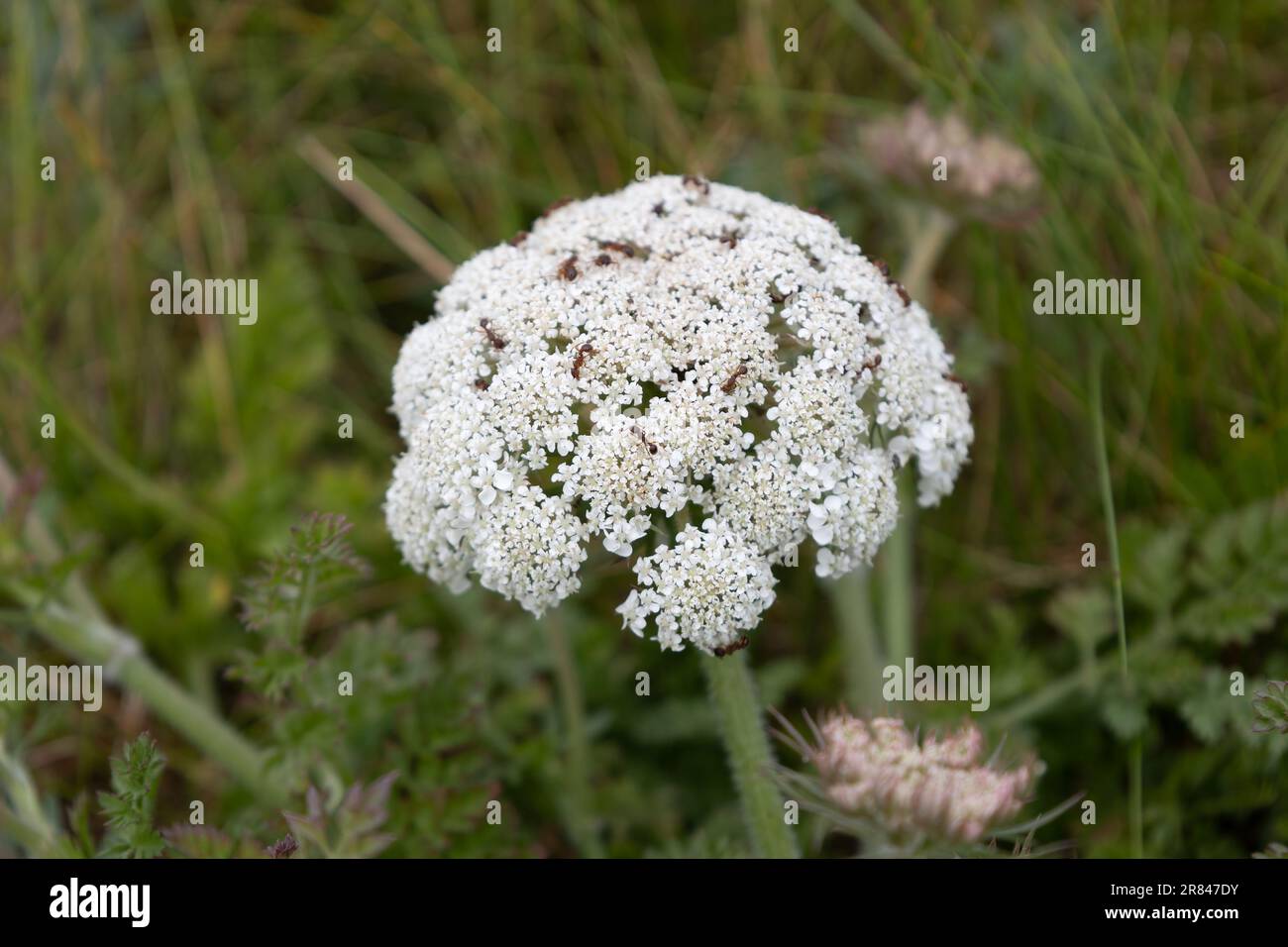 Toothpickweed hi-res stock photography and images - Alamy