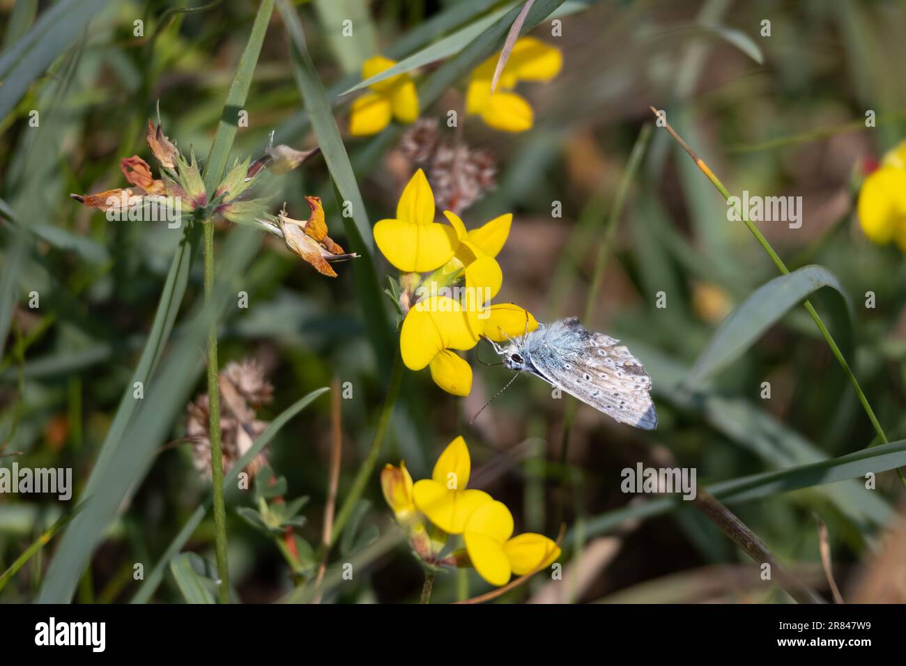 Common Blue Butterfly , Polyommatus icarus, feeding on Dyer's Broom ...
