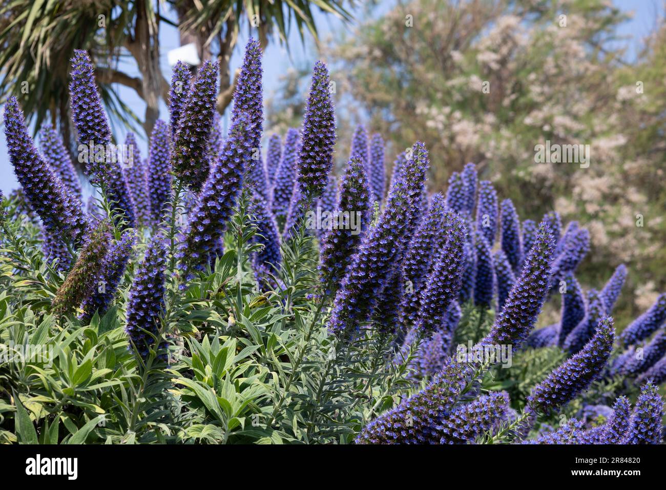 Pride-of-Madeira, Echium candicans, flowering near Padstow in Cornwall ...