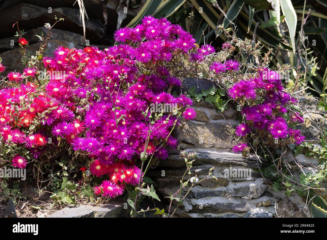 Freeway Iceplant, Carpobrotus edulis, flowering in padstow Cornwall ...