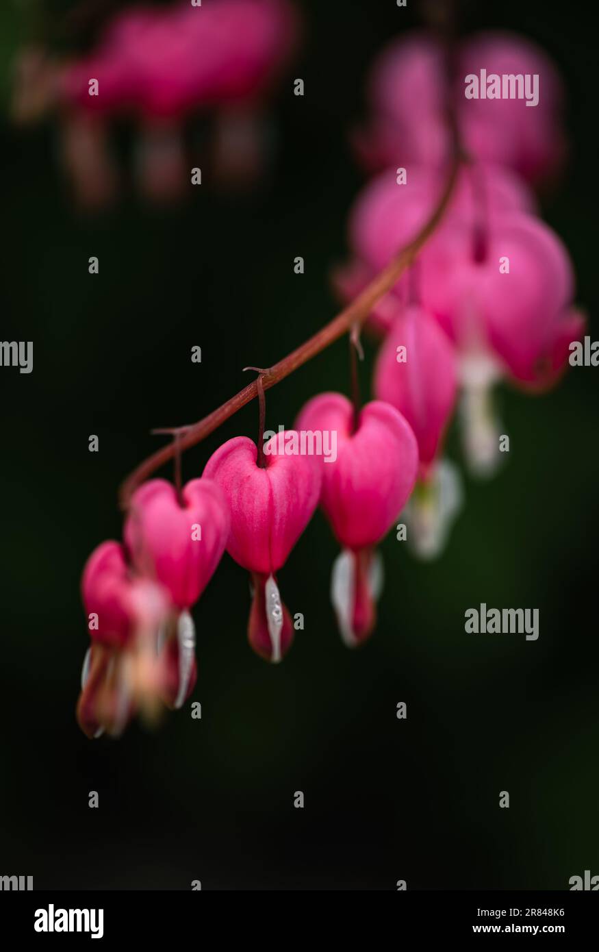 Row of pink bleeding heart flowers against dark background Stock Photo ...