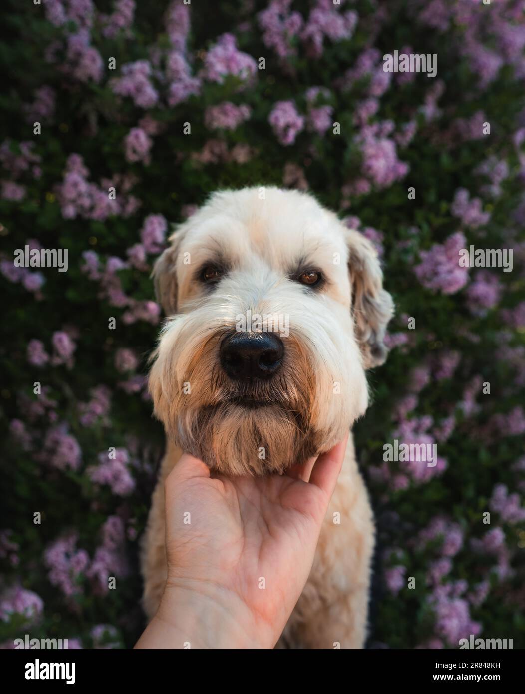 Close up of hand holding chin of fluffy dog with flowery background ...