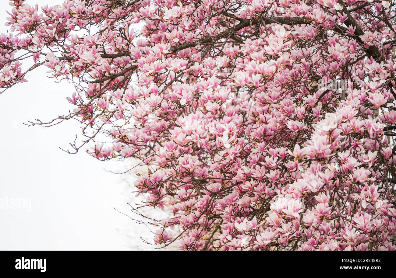 Beautiful saucer magnolia tree in full bloom on a spring day Stock ...