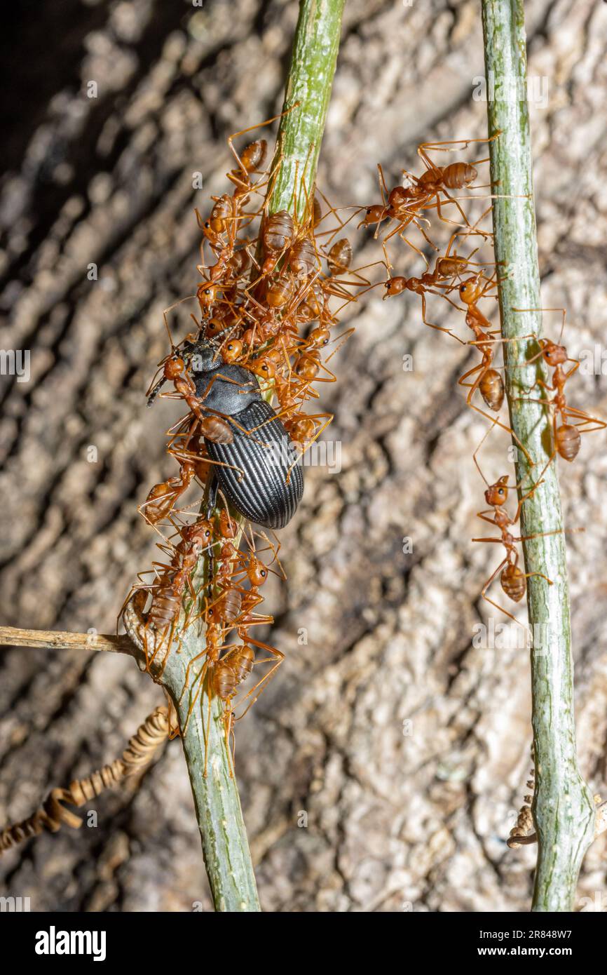 A group of weaver ants (Oecophylla smaragdina) tries to transfer a ...