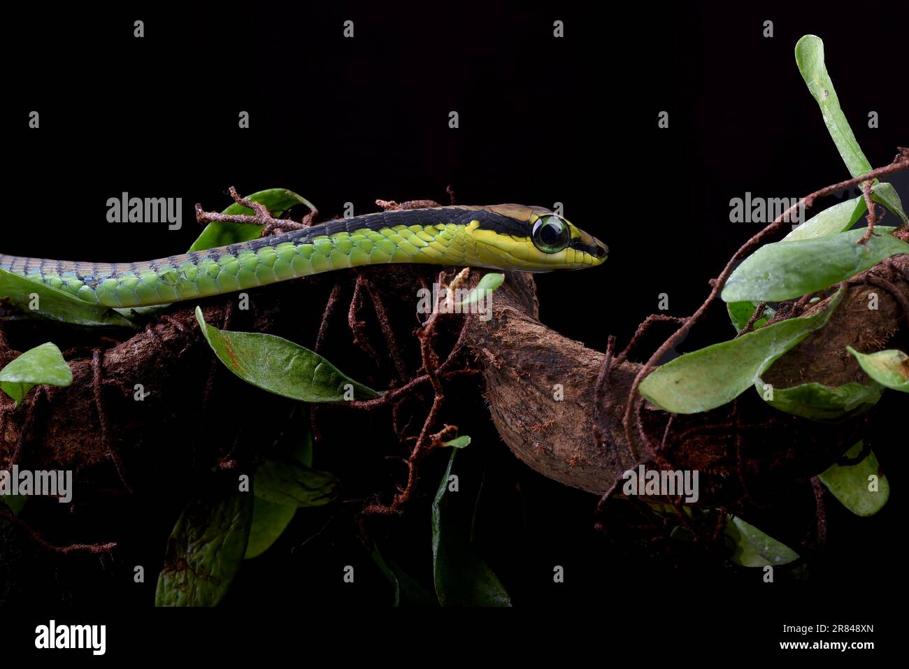 Bronzeback snake hi-res stock photography and images - Alamy
