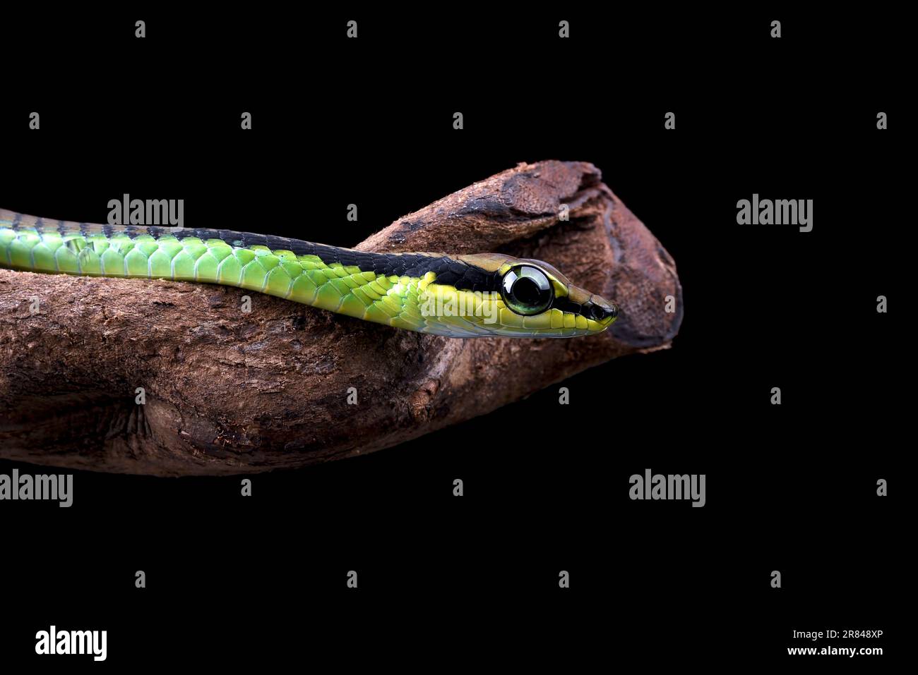 Painted bronzeback dendrelaphis pictus hi-res stock photography and ...