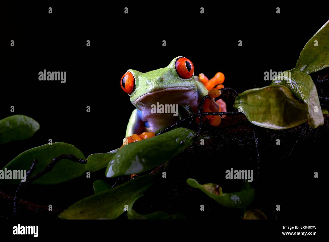 Red eyed tree frog in the bush Stock Photo - Alamy