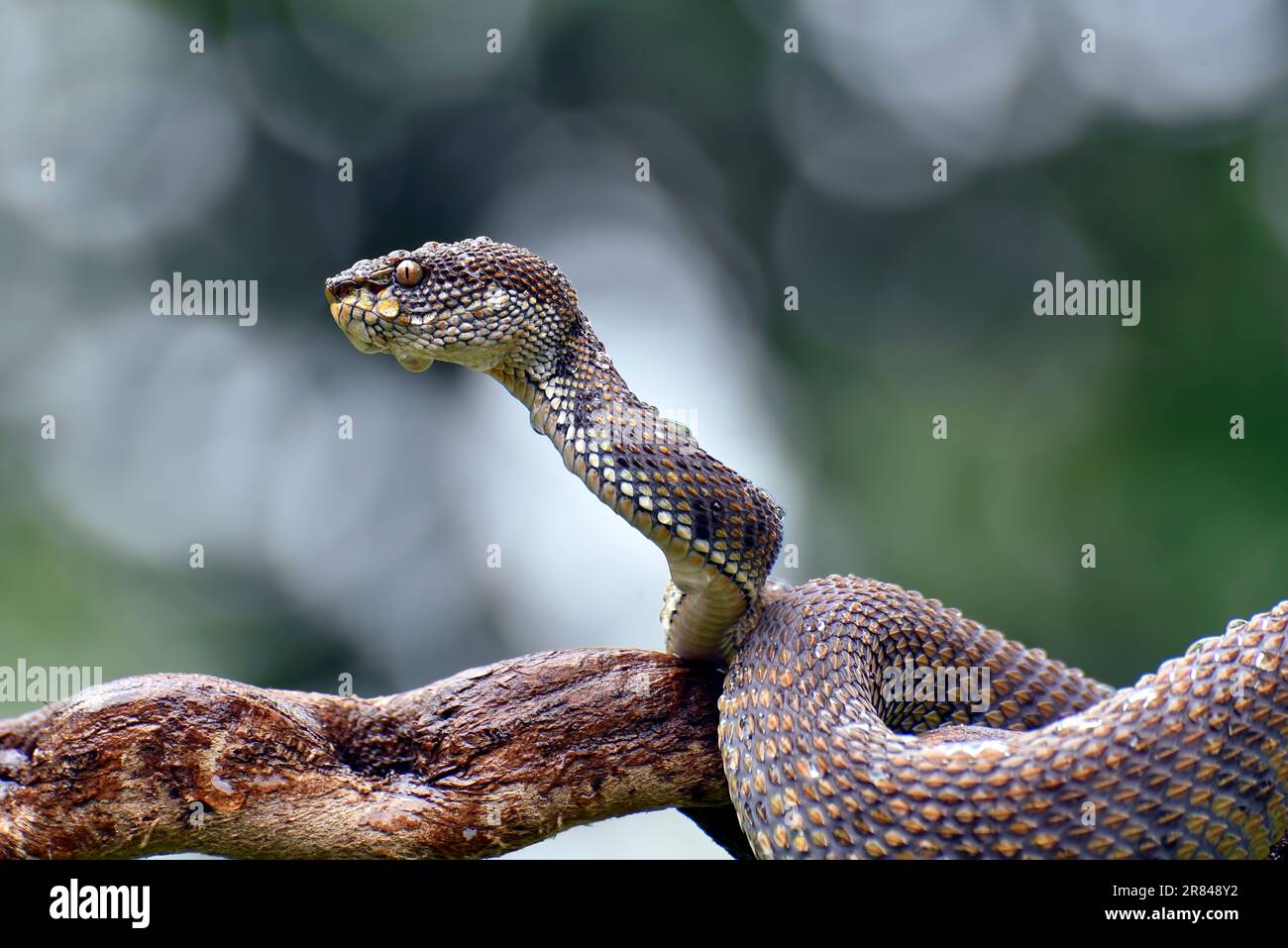 Mangrove pit viper ( Trimeresurus purpureomaculatus ) on a tree branch ...