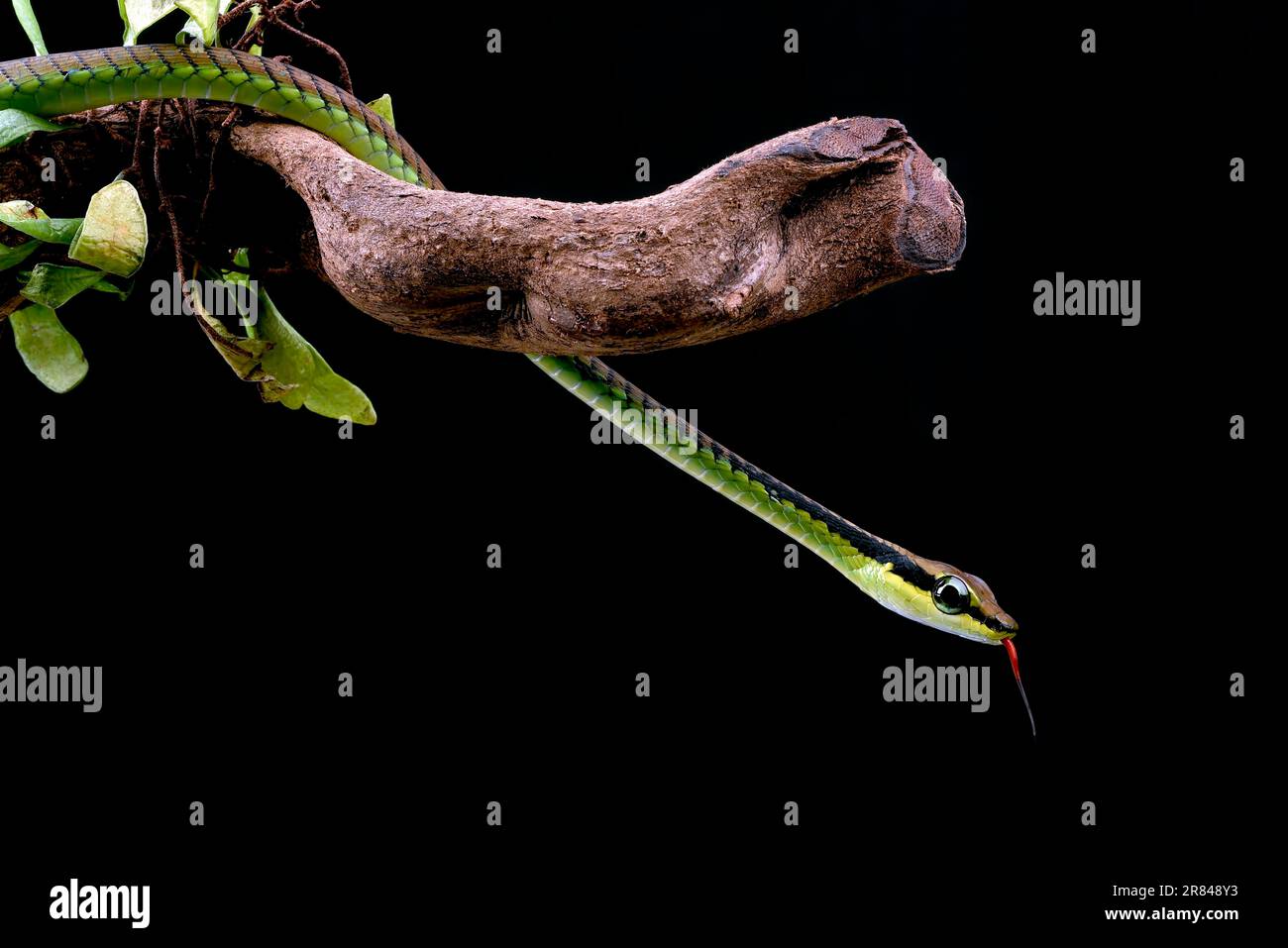Close up photo of a painted bronzeback snake Stock Photo - Alamy