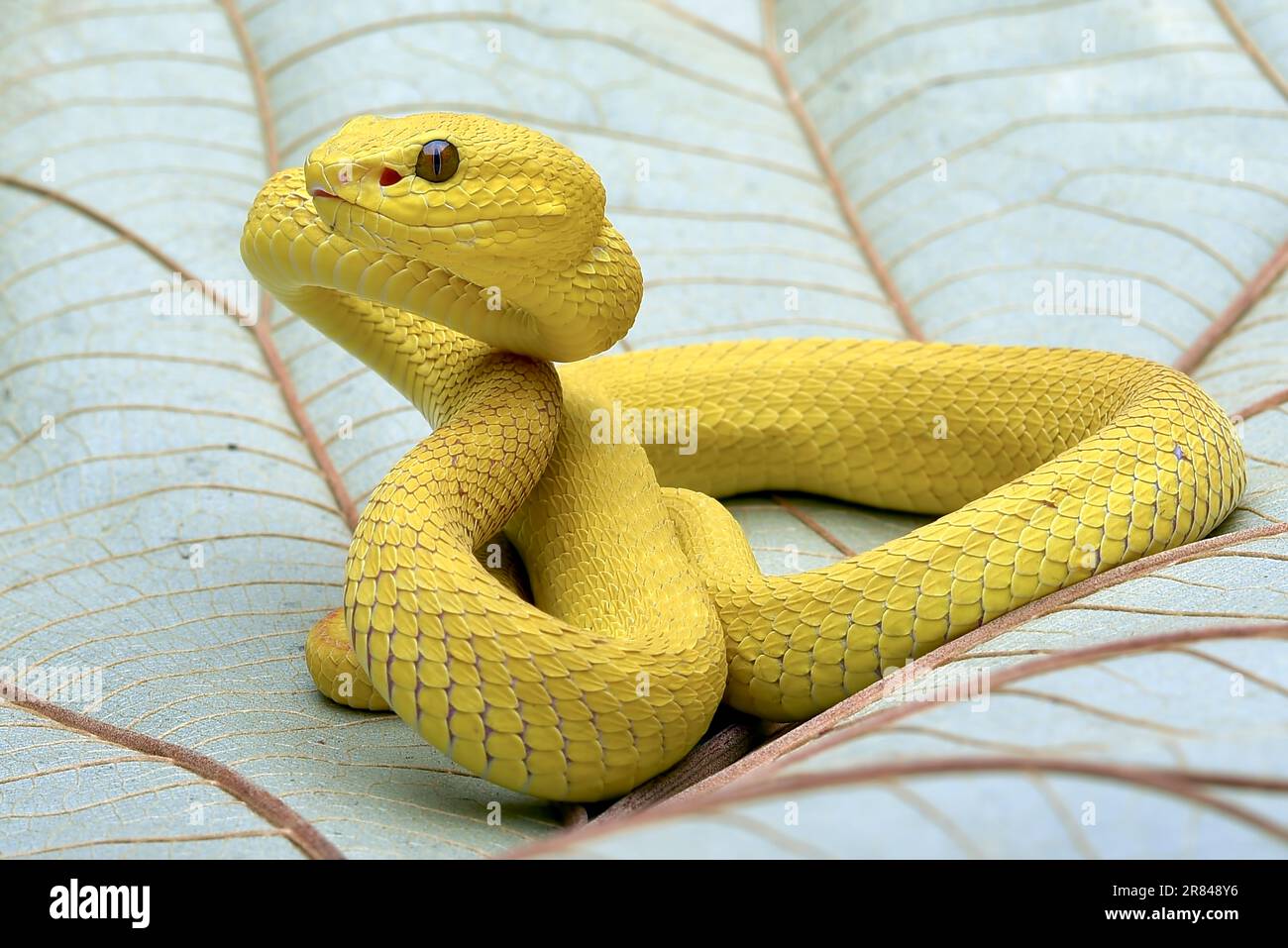 Yellow pit viper on a leaves Stock Photo - Alamy