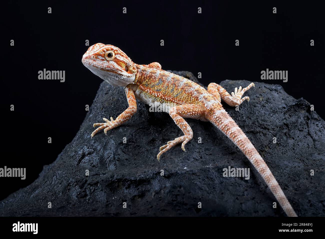 Bearded dragon on the rock with black background Stock Photo - Alamy