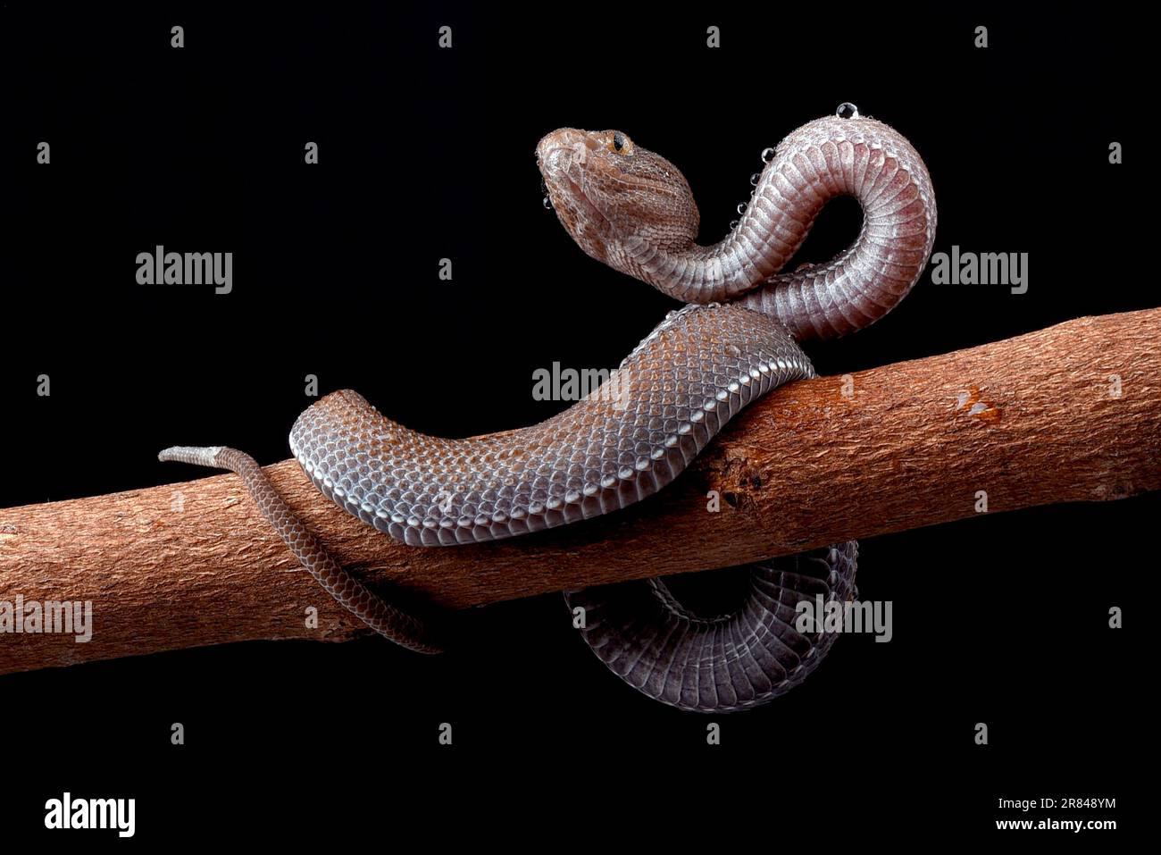 Mangrove pit viper covered with dew Stock Photo - Alamy