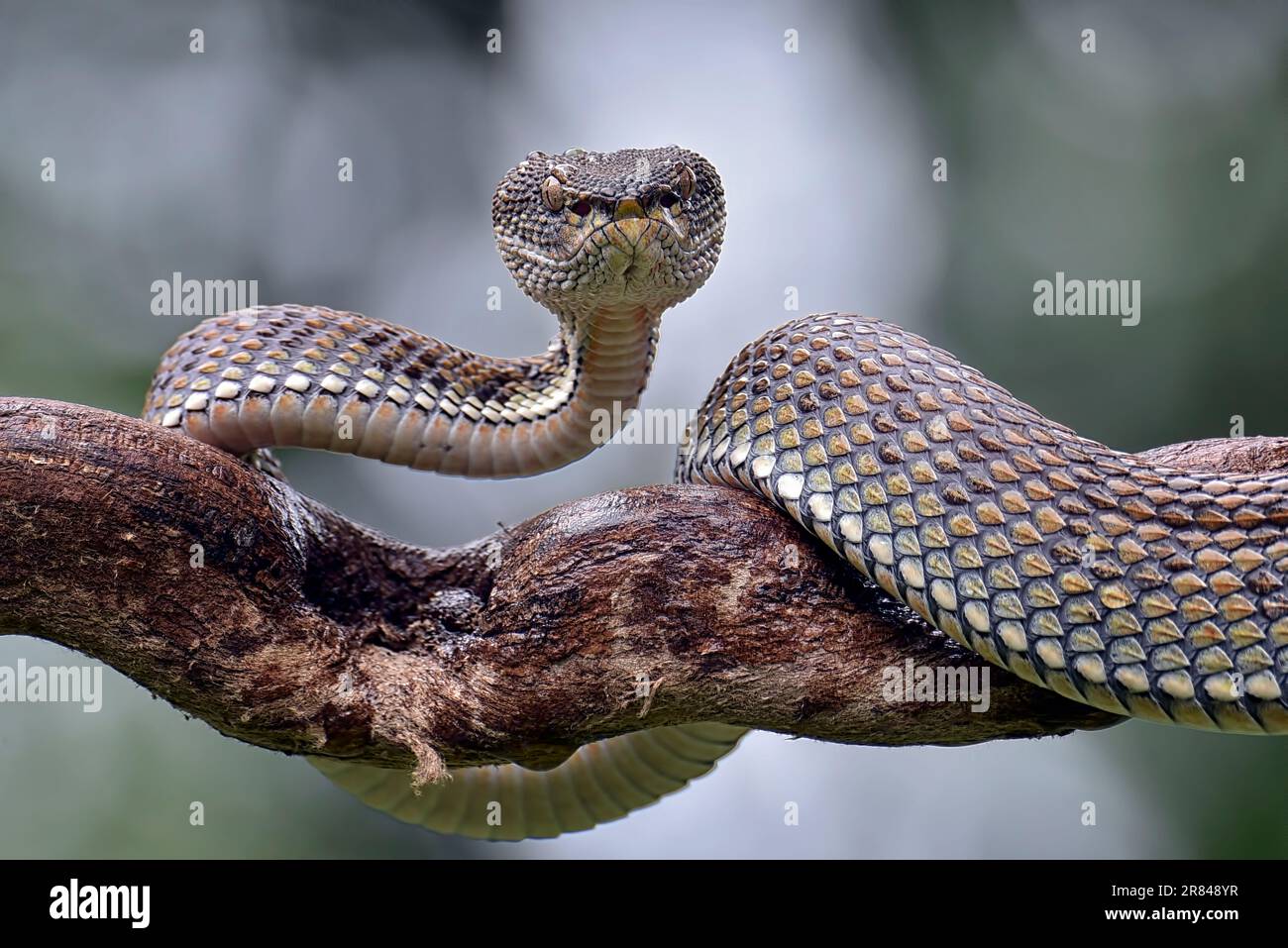 Mangrove pit viper ( Trimeresurus purpureomaculatus ) on a tree branch ...