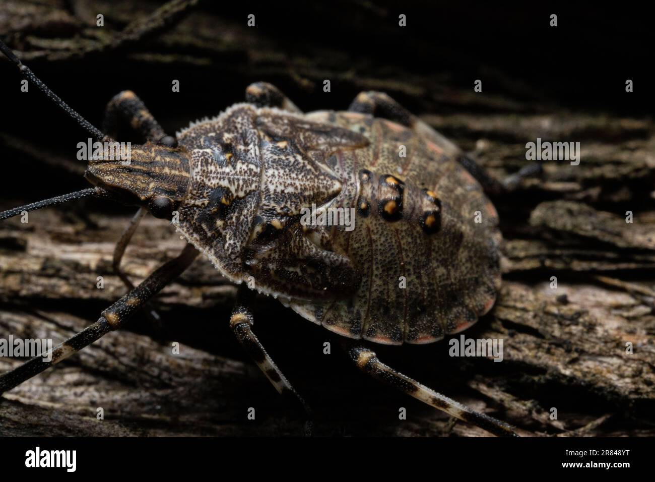 Rough stink bug hi-res stock photography and images - Alamy