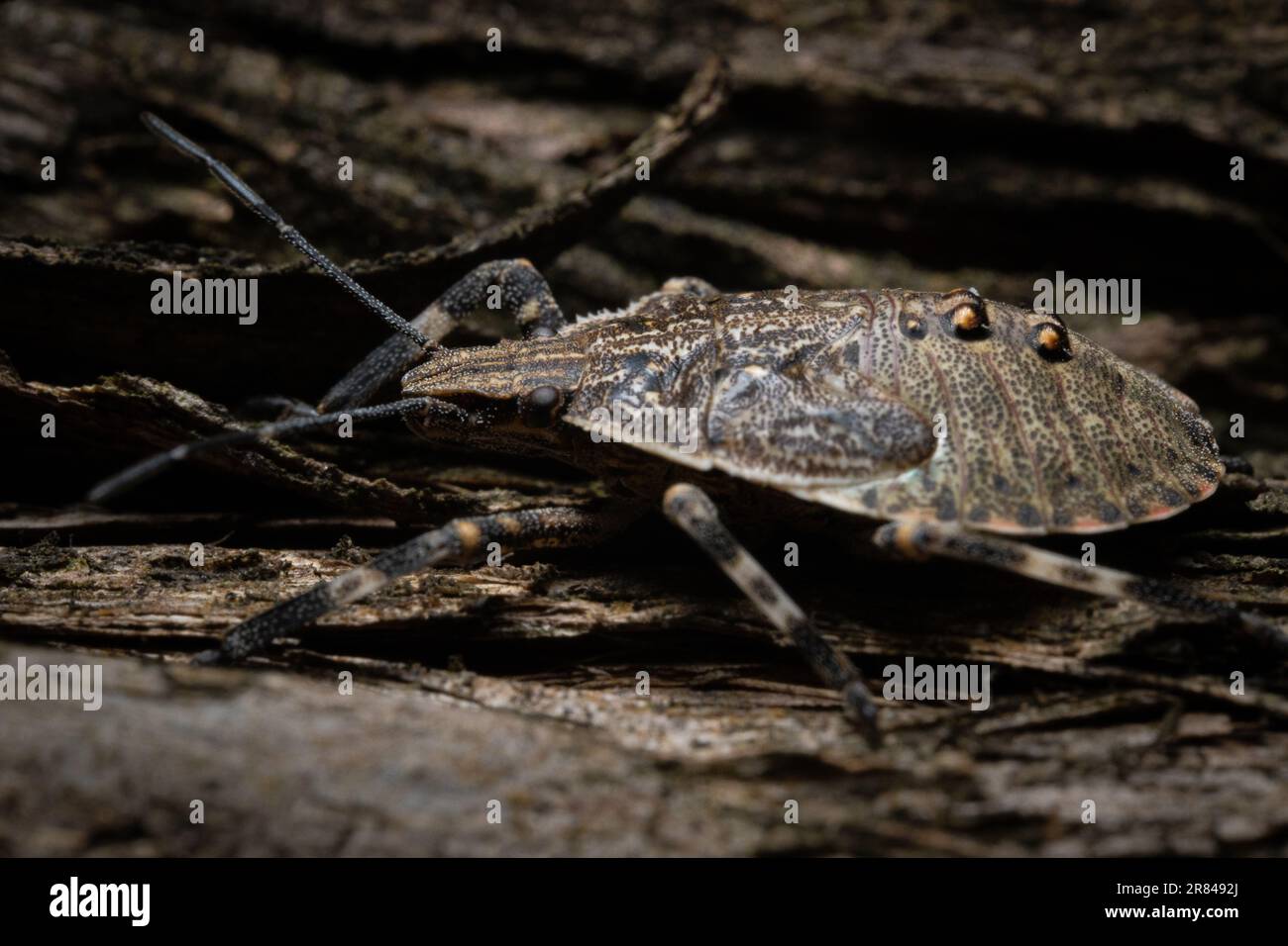Black stink bug hi-res stock photography and images - Alamy