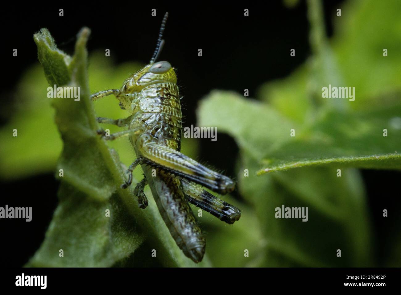 Grasshopper exoskeleton hi-res stock photography and images - Alamy