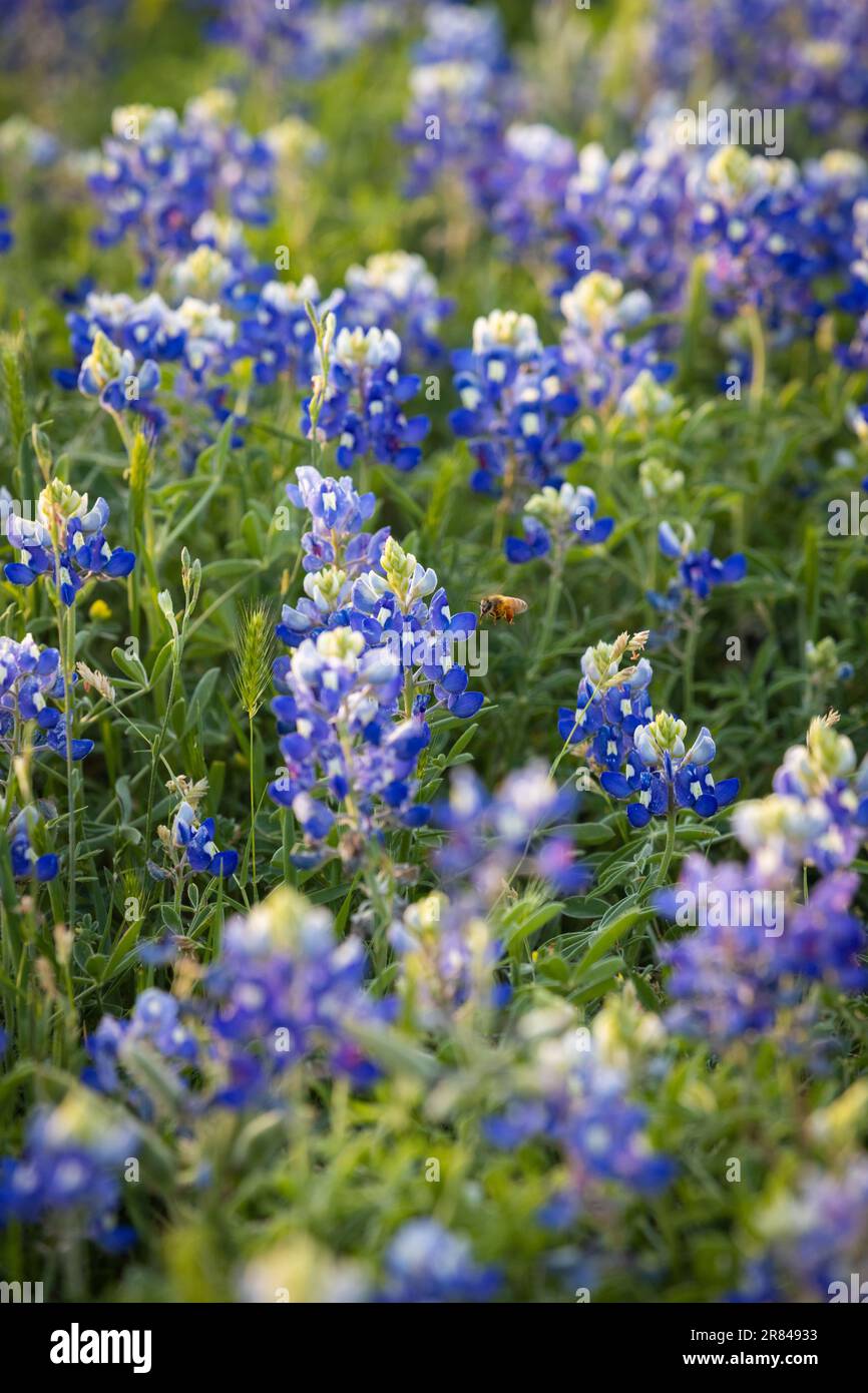 Texas native bee hi-res stock photography and images - Alamy