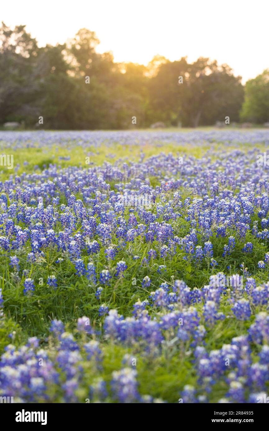 Central texas bluebonnets hi-res stock photography and images - Alamy