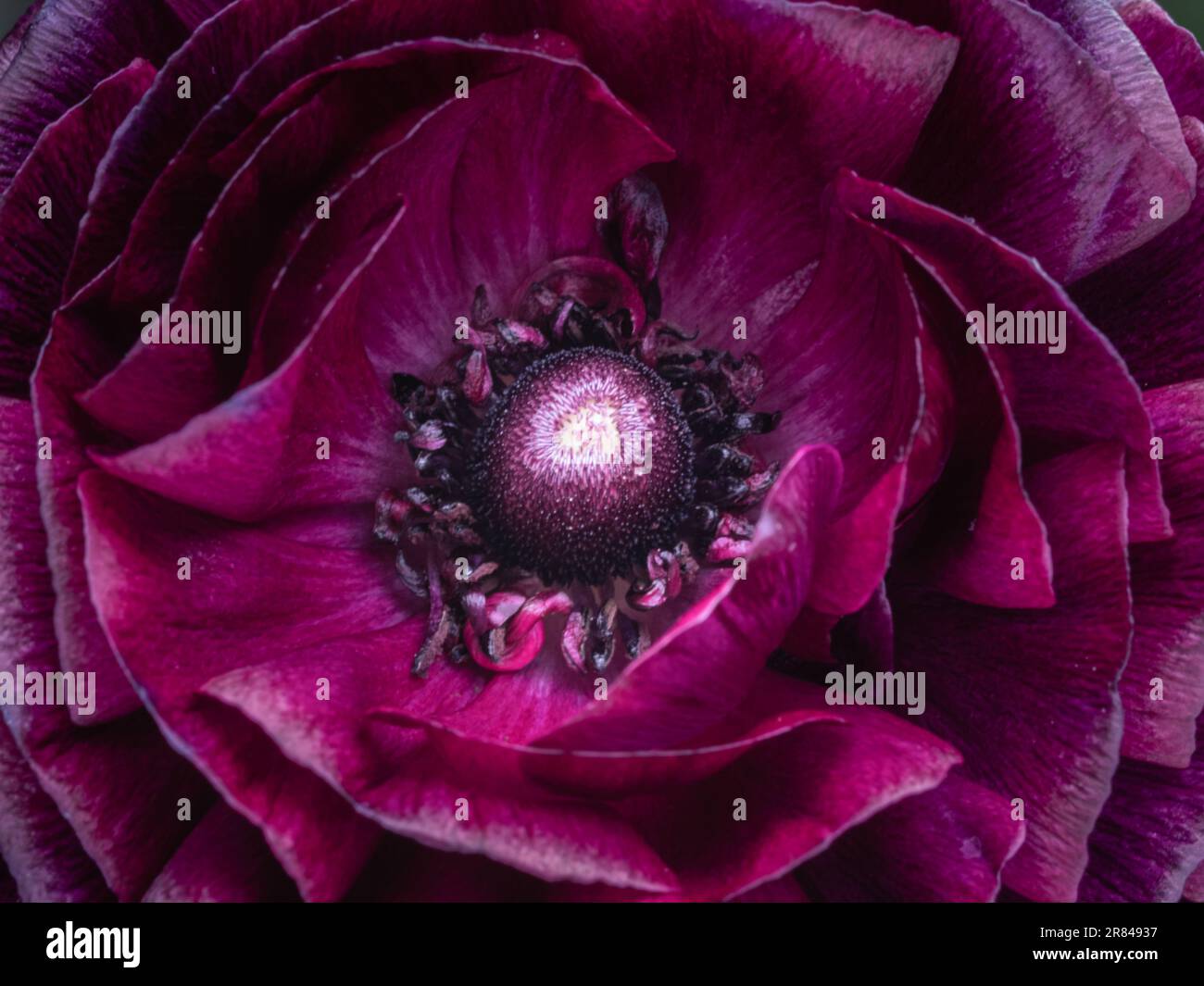 Closeup of purple ranunculus flower Stock Photo - Alamy