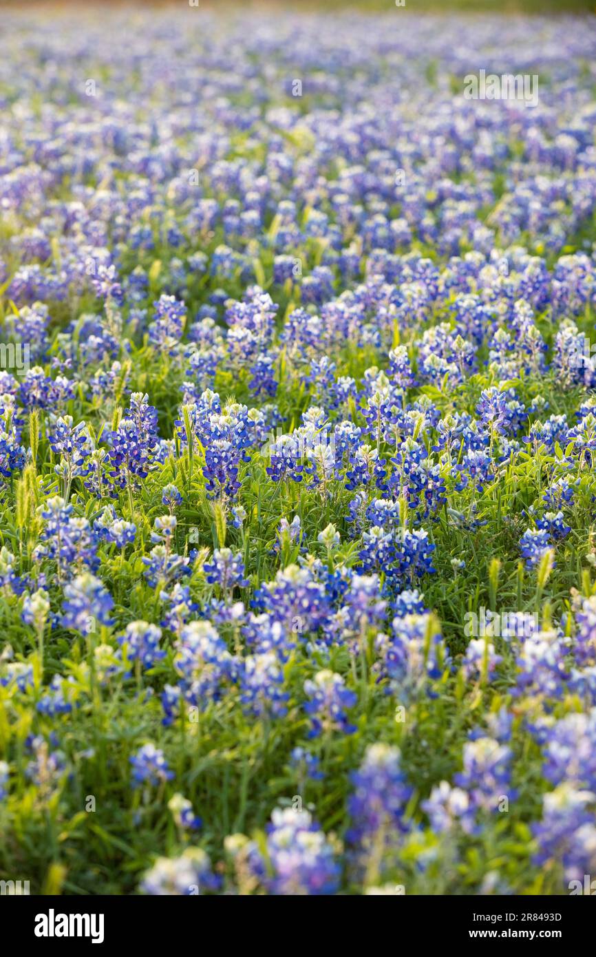 Central texas bluebonnets hi-res stock photography and images - Alamy